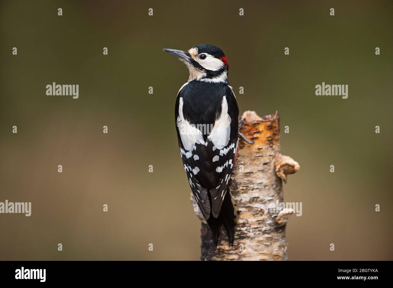 Great spotted woodpecker Stock Photo - Alamy