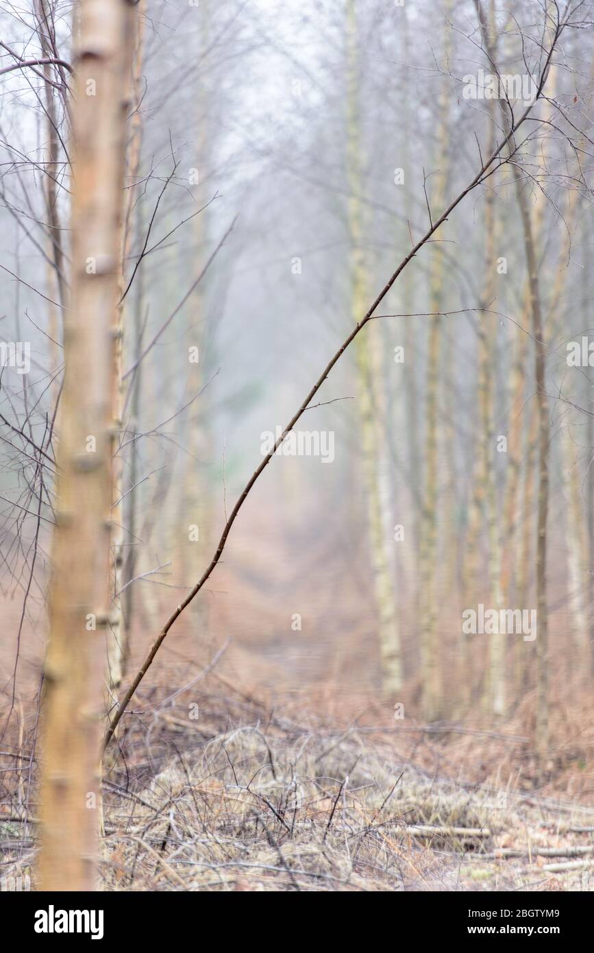 Young silver birch trees in mist- Portrait- Roudham, march 2016 Stock ...