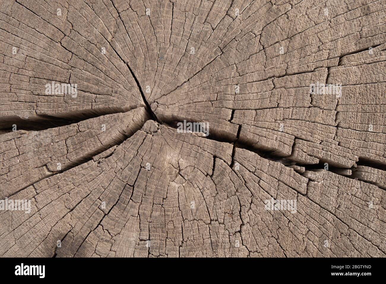 Oak cross section hi-res stock photography and images - Alamy