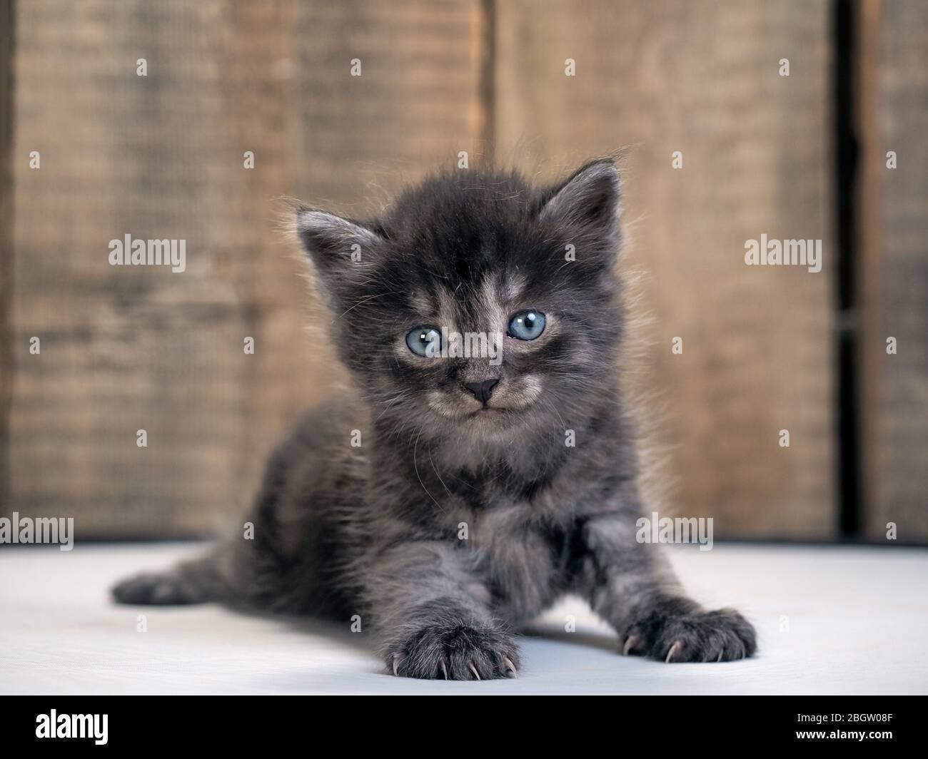 Pleading small hi-res stock photography and images - Alamy
