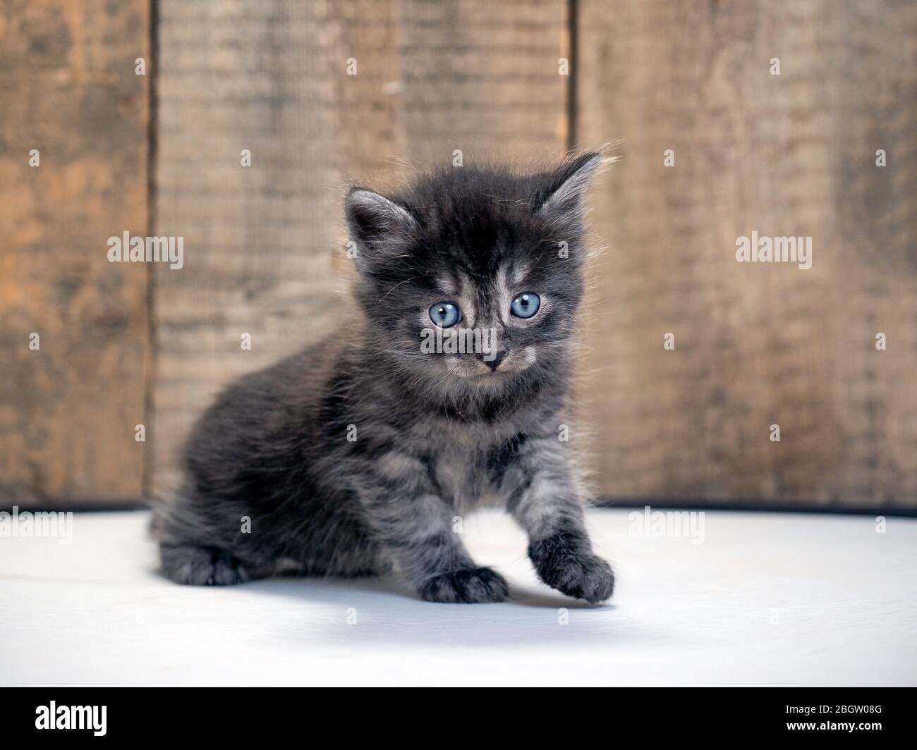 Pleading small hi-res stock photography and images - Alamy