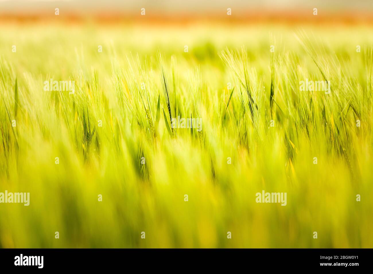 Barley and poppies-Abstract- Ingham, June 2016 Stock Photo - Alamy
