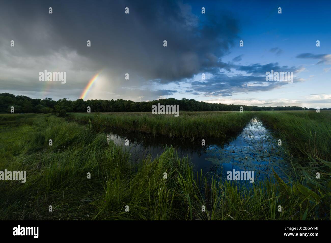 Storm and rainbow over watermeadow- Strumpshaw, July 2016 Stock Photo ...