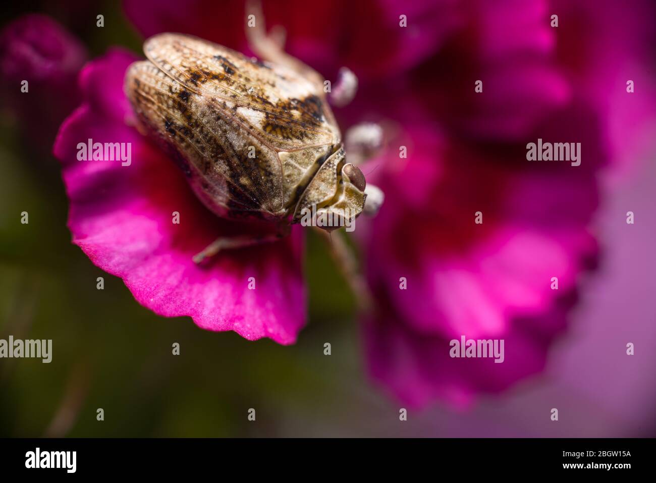 Martin Bug High Resolution Stock Photography and Images - Alamy