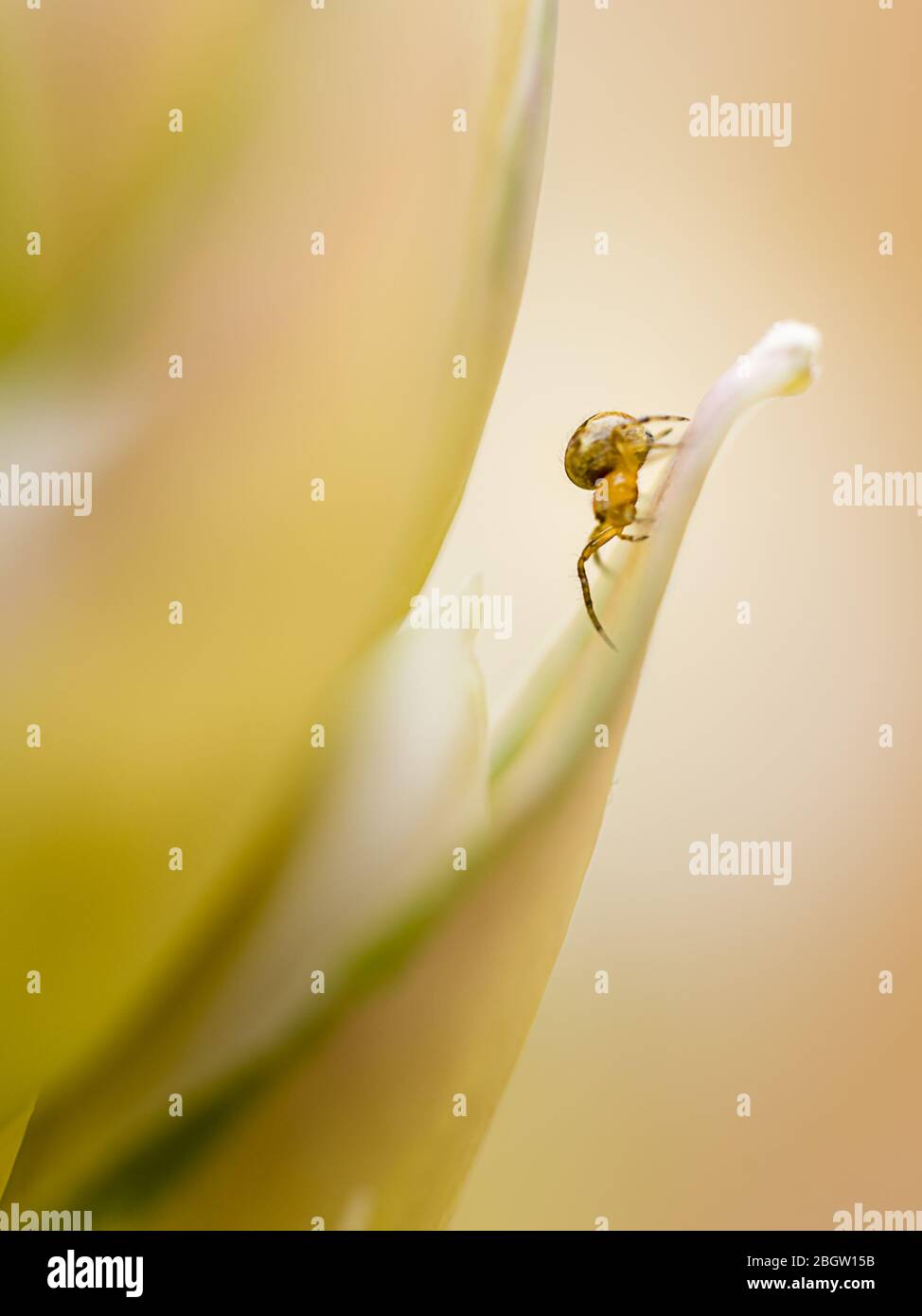 Macro fine art hi-res stock photography and images - Alamy