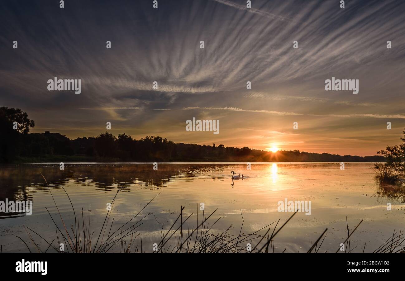 Golden sunrise, Whitlingham broad ii- with swans- Whitlingham, July ...