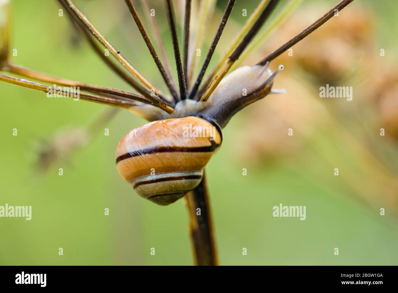 Snail on weed- Herringfleet, July 2016 Stock Photo - Alamy