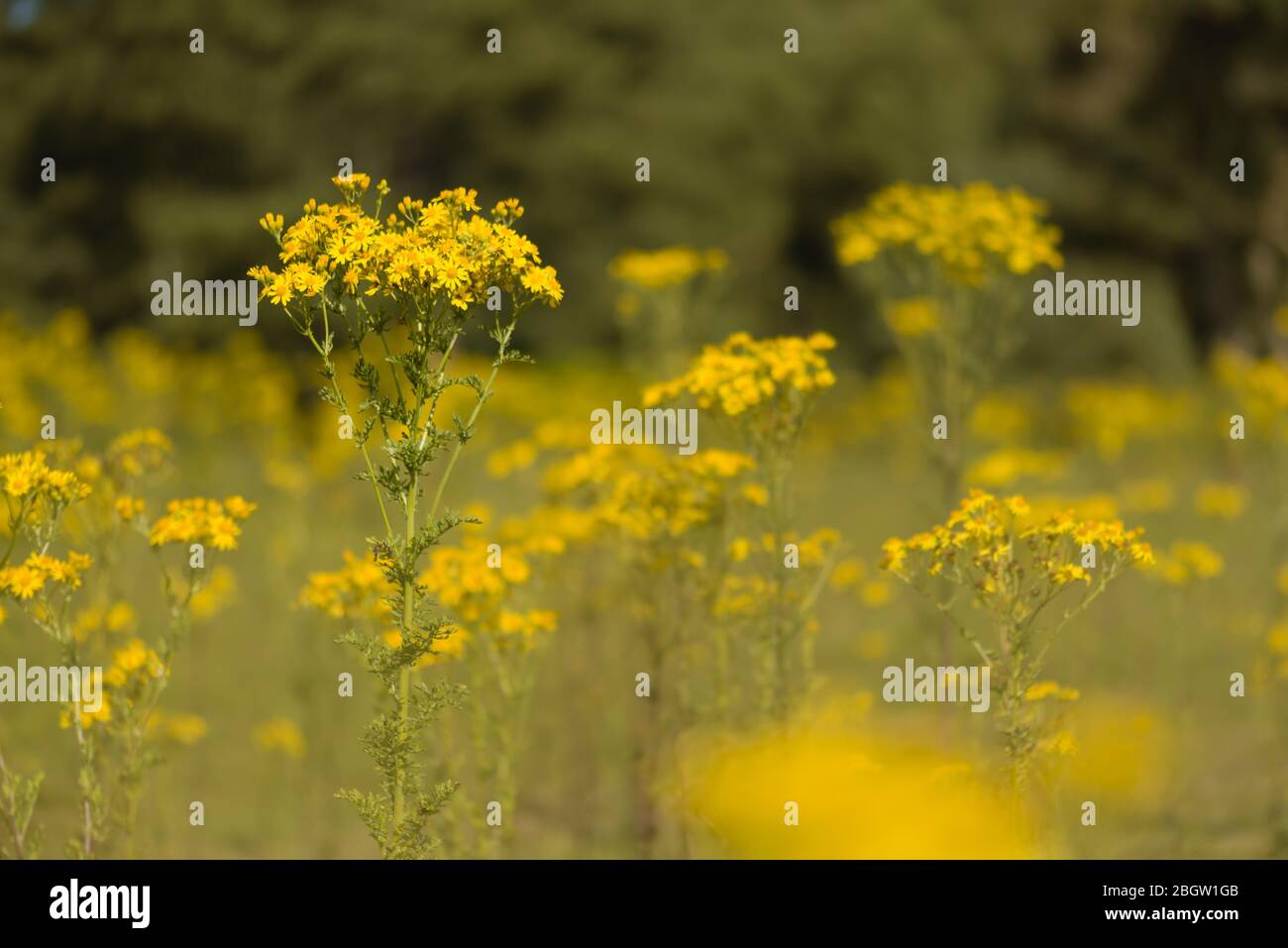 Fen ragwort hi-res stock photography and images - Alamy