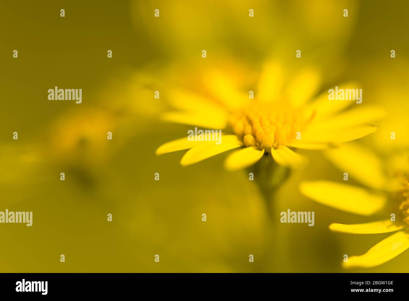 Fen ragwort hi-res stock photography and images - Alamy