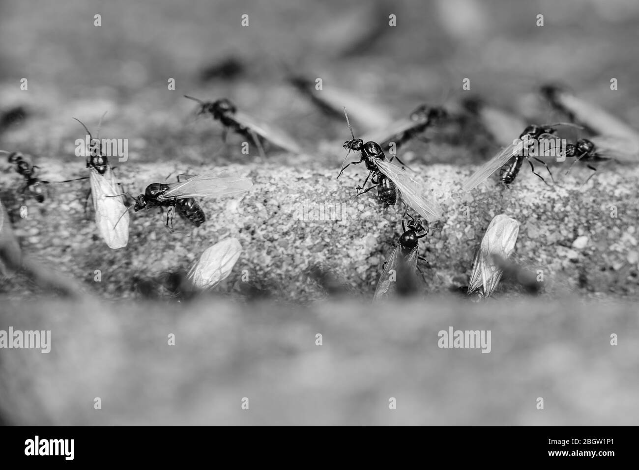 Flying ants emerging ii. mono- July, 2016 Stock Photo - Alamy Flying ants emerging ii. mono- July, 2016 Stock Photo - Alamy