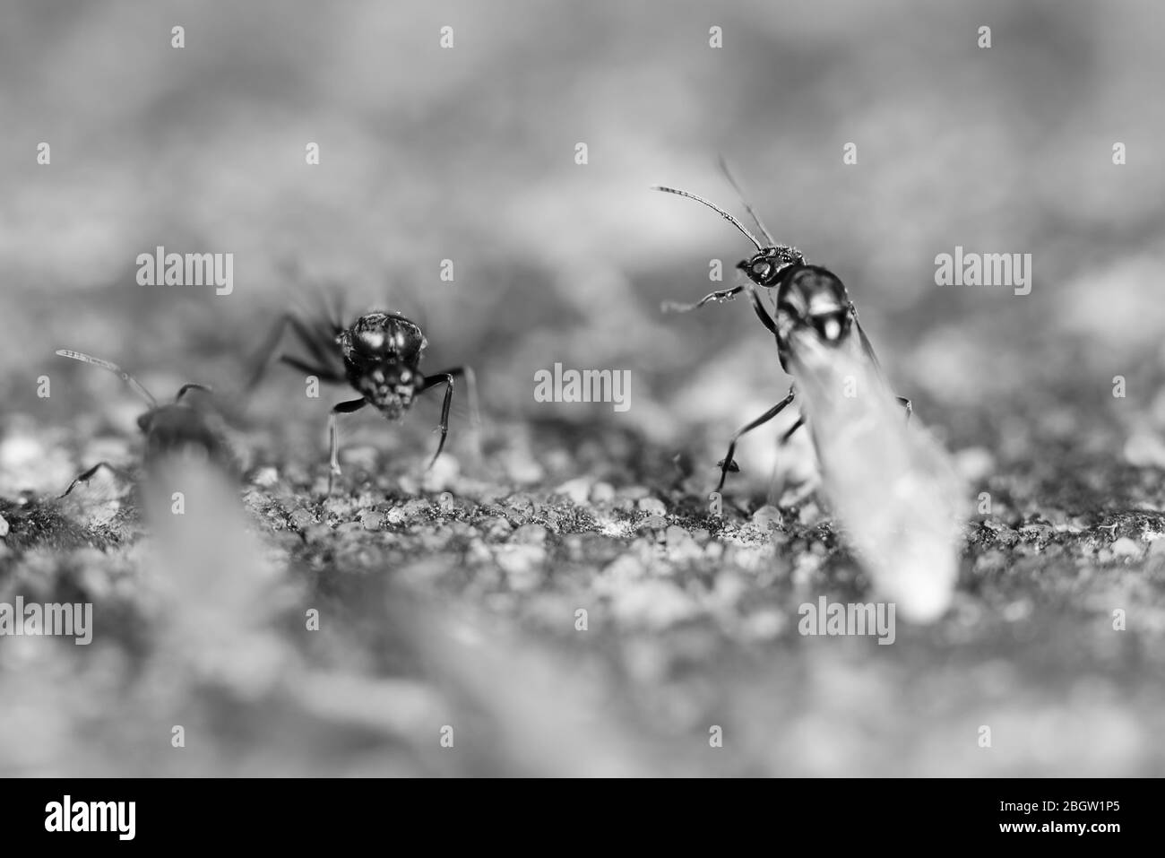Flying ants hi-res stock photography and images - Alamy