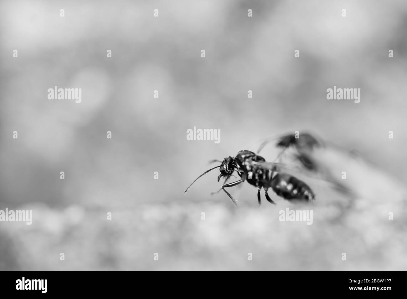 Flying ants hi-res stock photography and images - Alamy