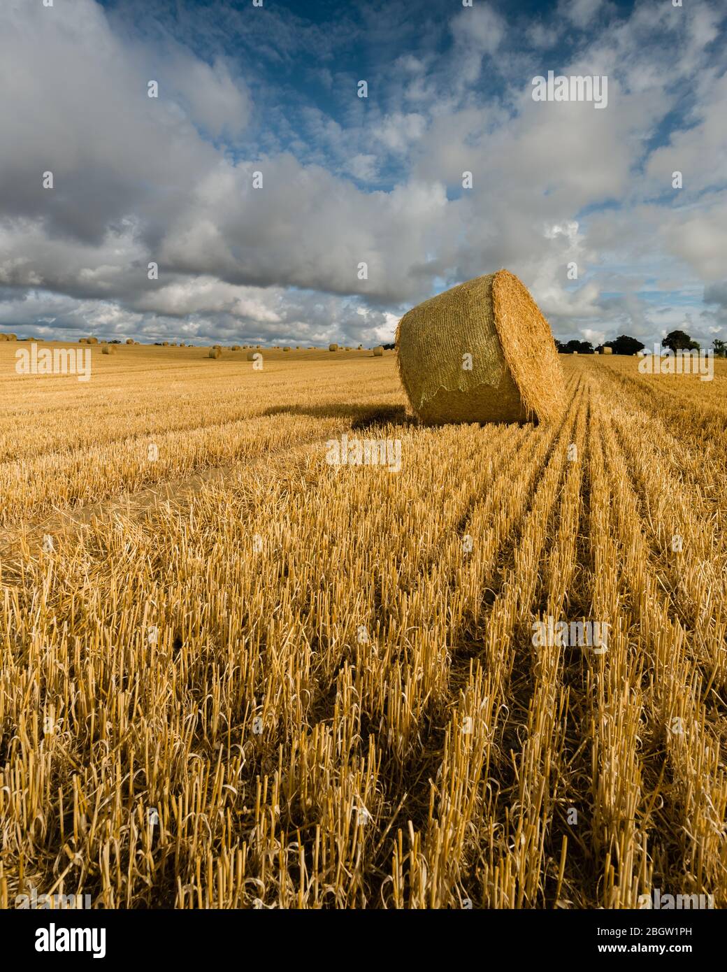 Round bale in field i. Cloudy sky- Halvergate, July 2016 Stock Photo ...