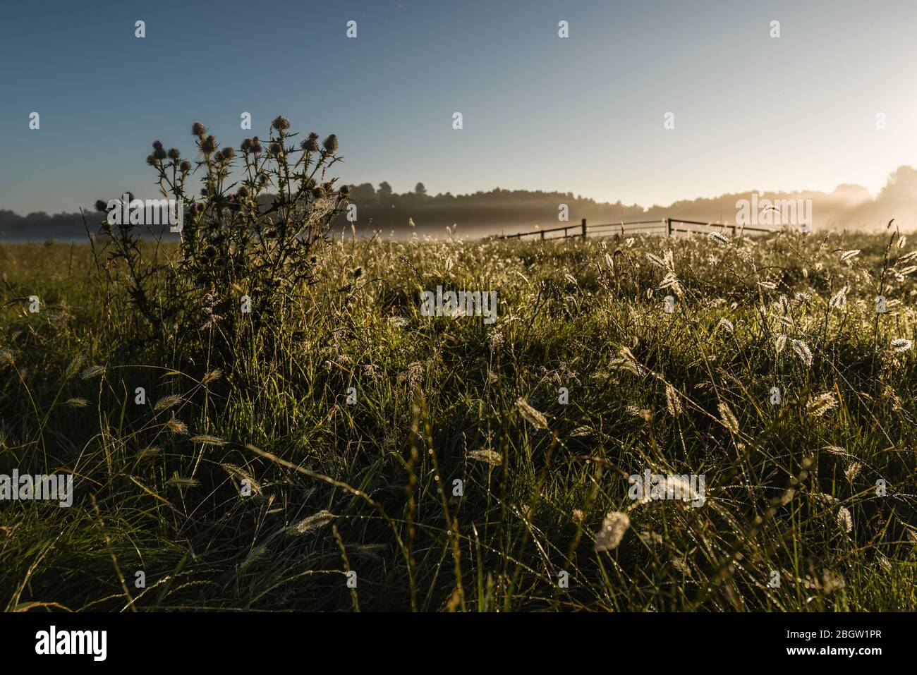 Sun caught grasses- Herringfleet, July 2016 Stock Photo - Alamy