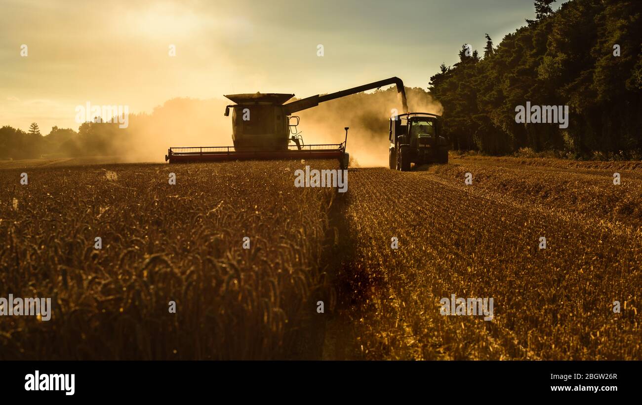 Combine harvester v. Front view, working in field, loading tractor and ...