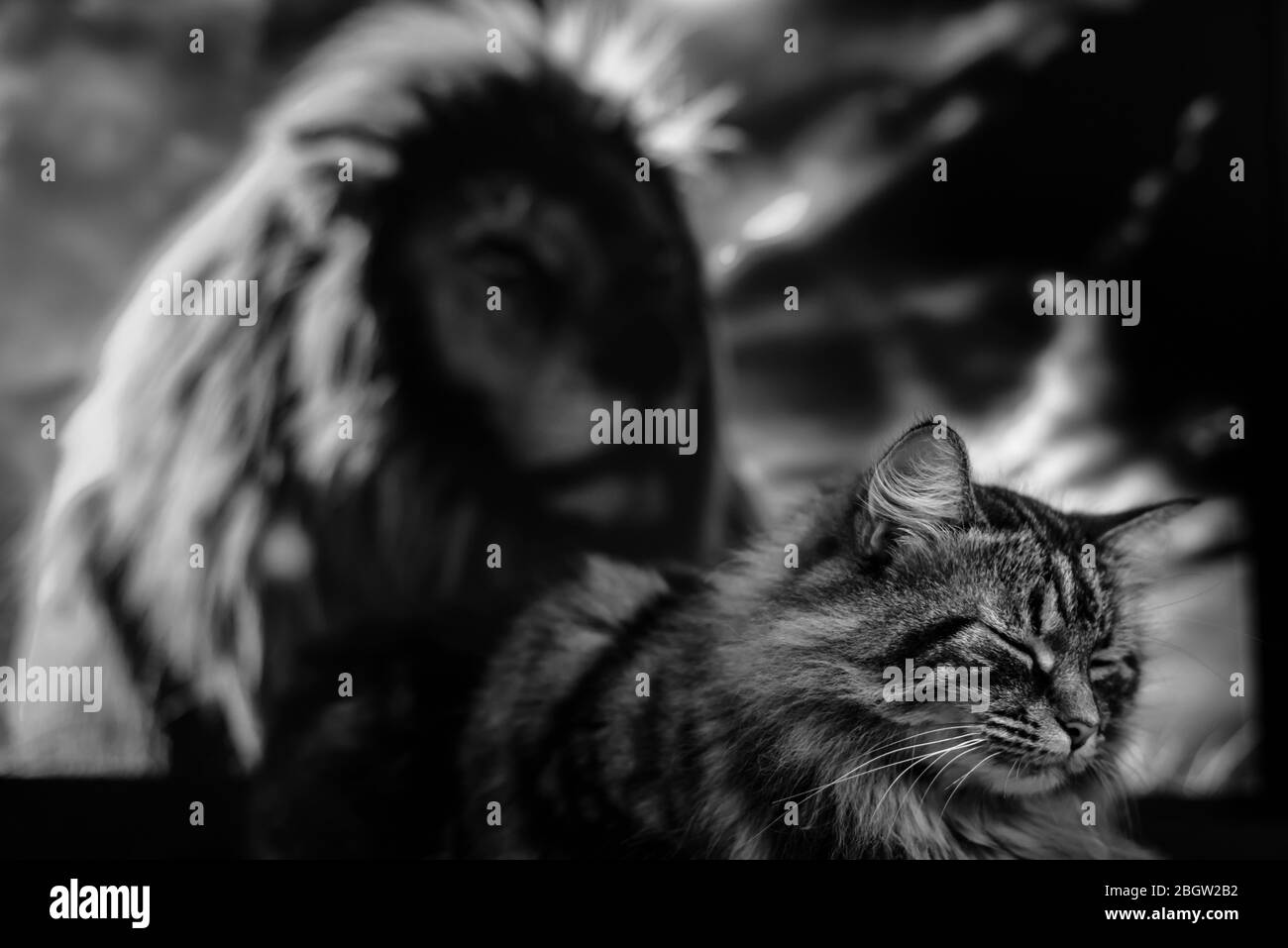 Mono cat hi-res stock photography and images - Alamy