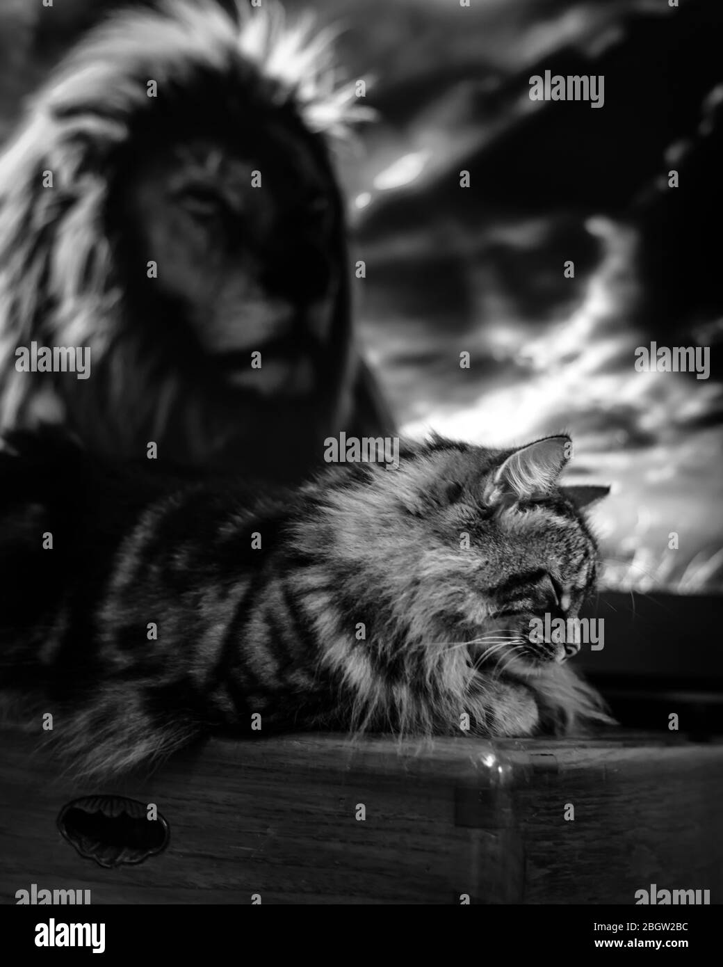 Mono cat hi-res stock photography and images - Alamy
