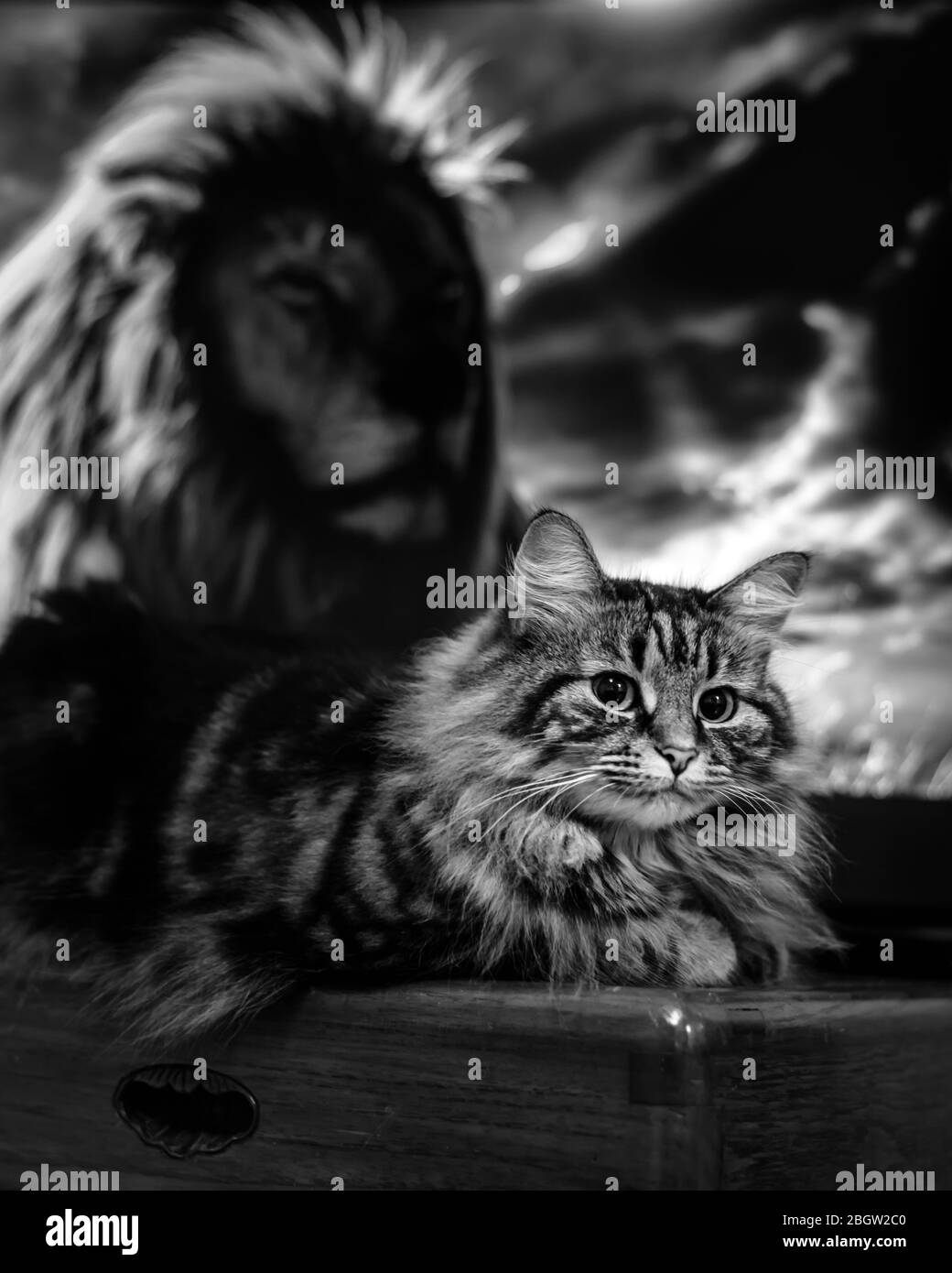 Mono cat hi-res stock photography and images - Alamy