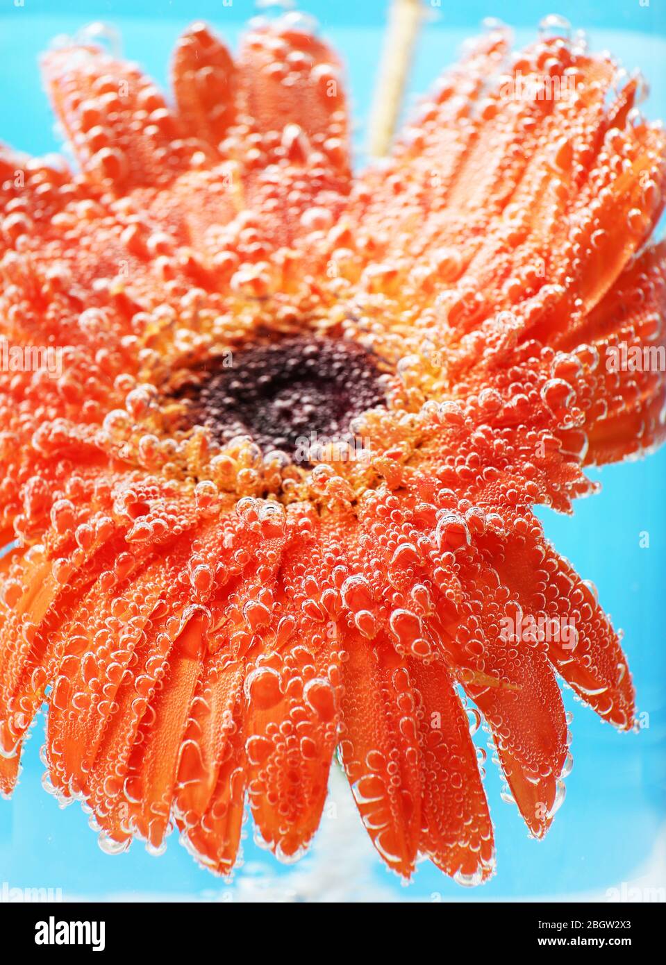 Beautiful flower in sparkling water, close-up Stock Photo - Alamy
