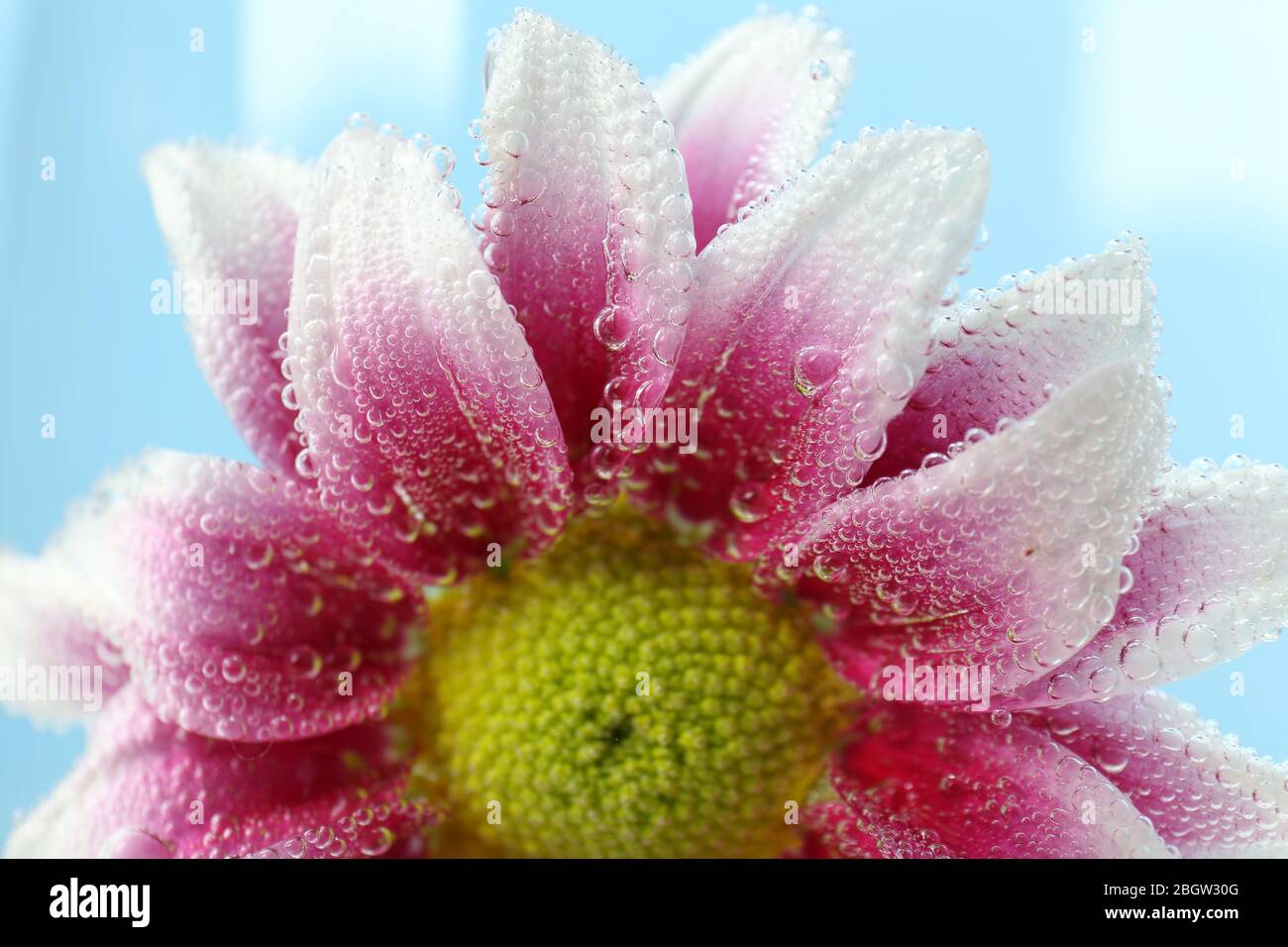 Beautiful flower in sparkling water on blue background, close-up Stock ...