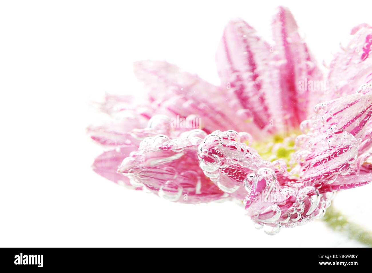 Beautiful flower in sparkling water, isolated on white Stock Photo - Alamy