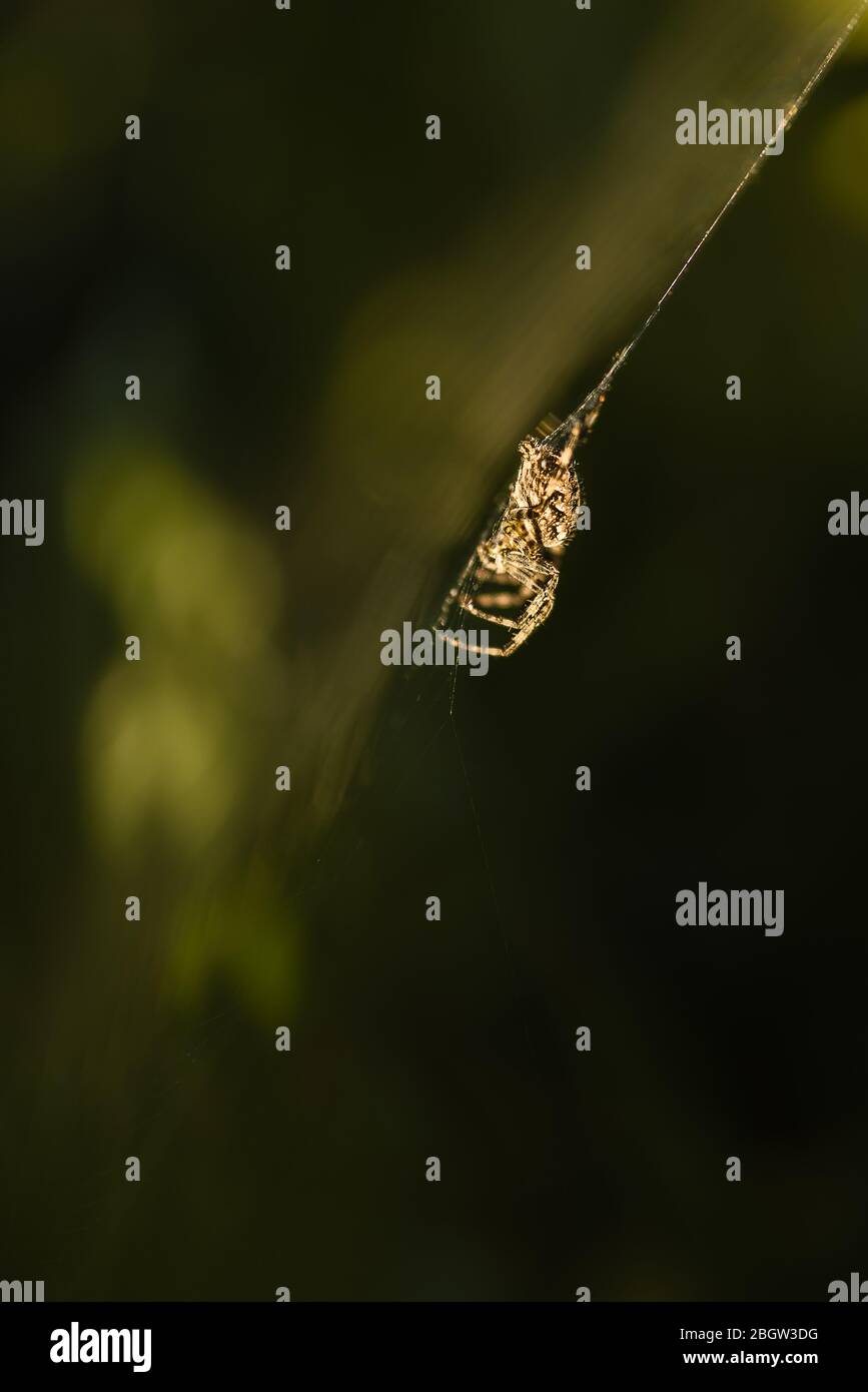 Catching spiders hi-res stock photography and images - Alamy