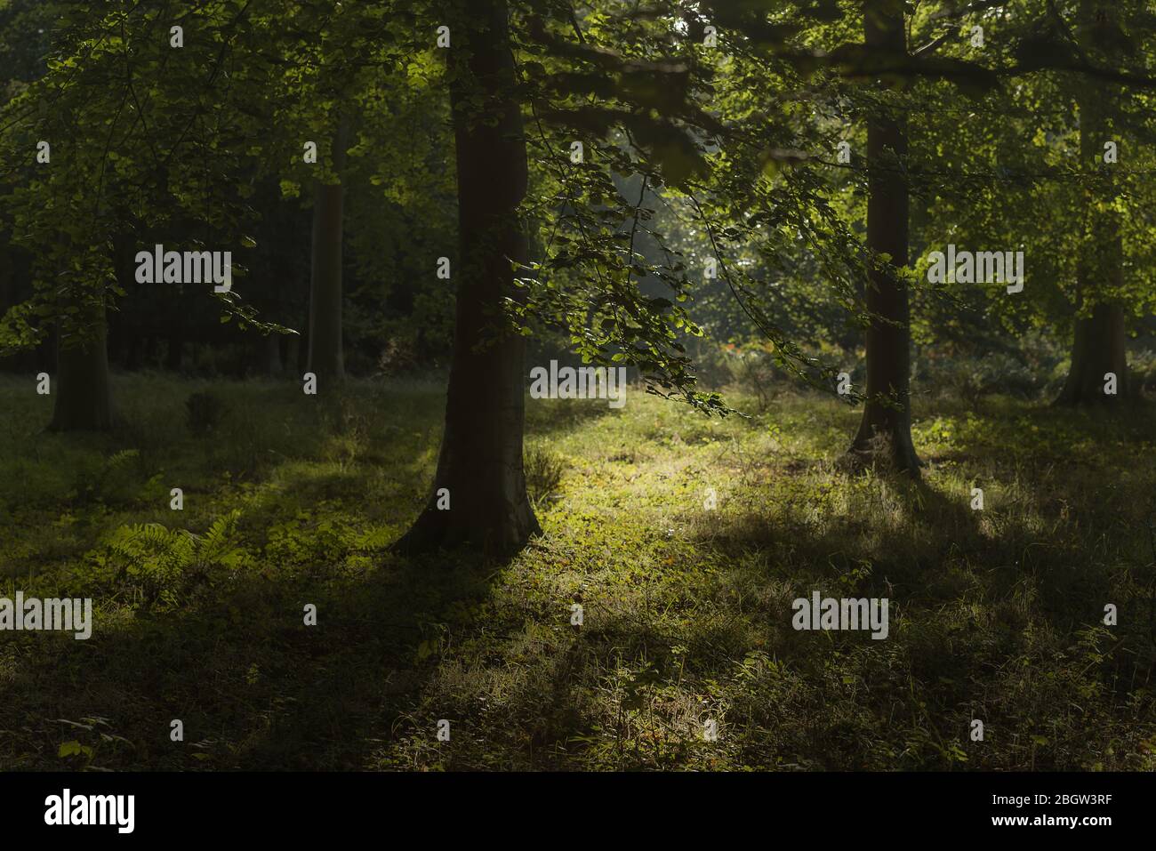 Breckland forest hi-res stock photography and images - Alamy