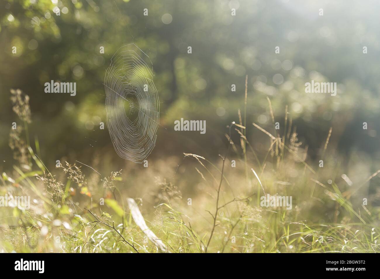Breckland forest hi-res stock photography and images - Alamy