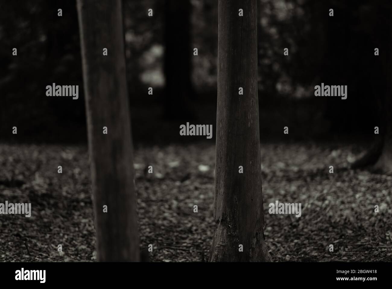 Smooth trunks hi-res stock photography and images - Alamy