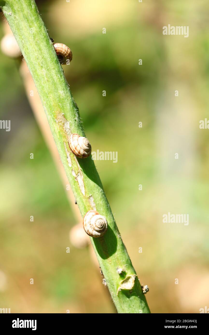 Snail shells on the stem Stock Photo - Alamy
