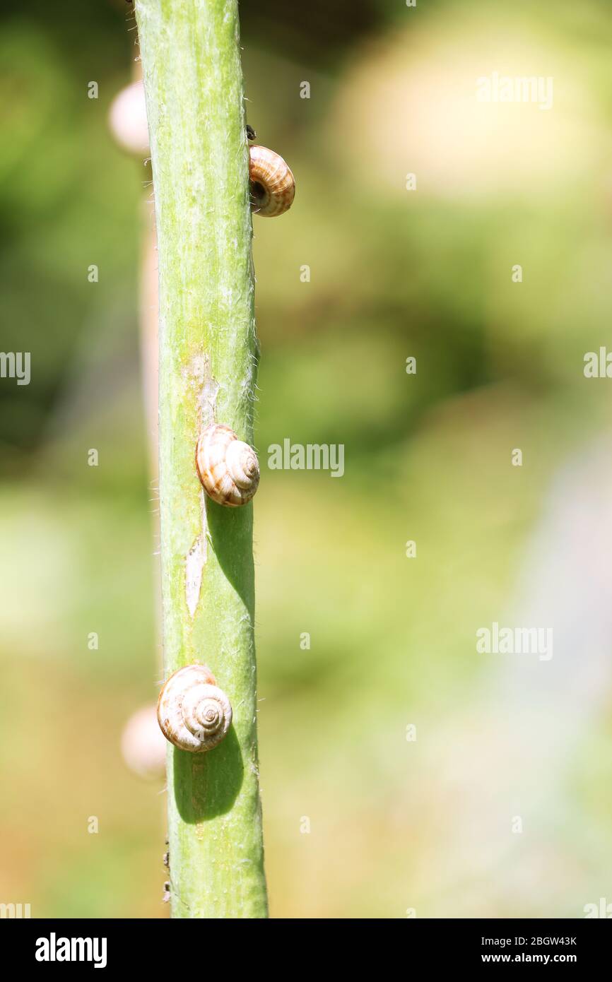 Snail shells on the stem Stock Photo - Alamy