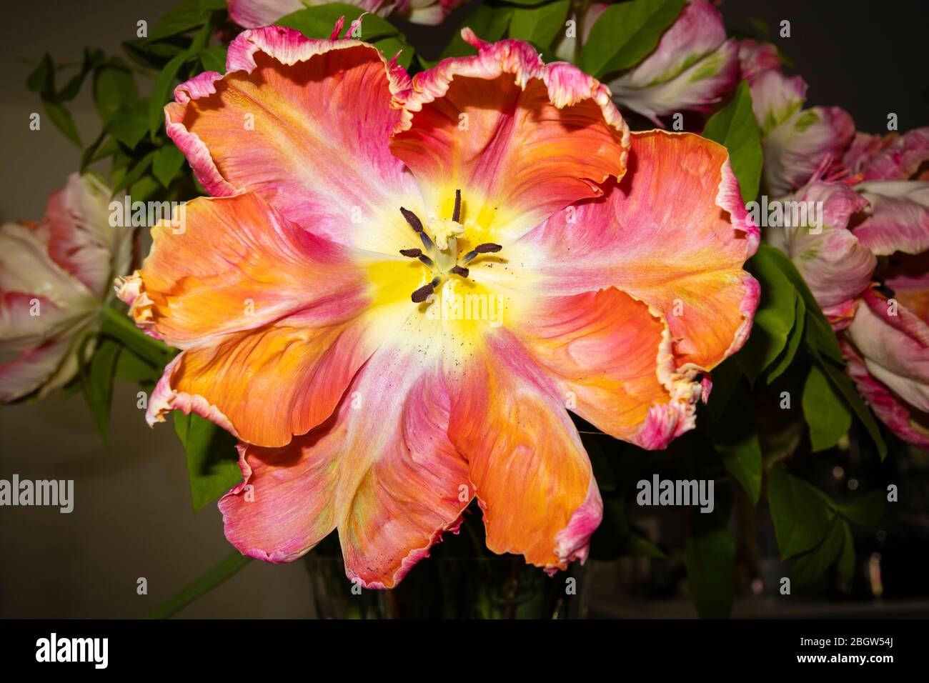 Frilly fringes hi-res stock photography and images - Alamy