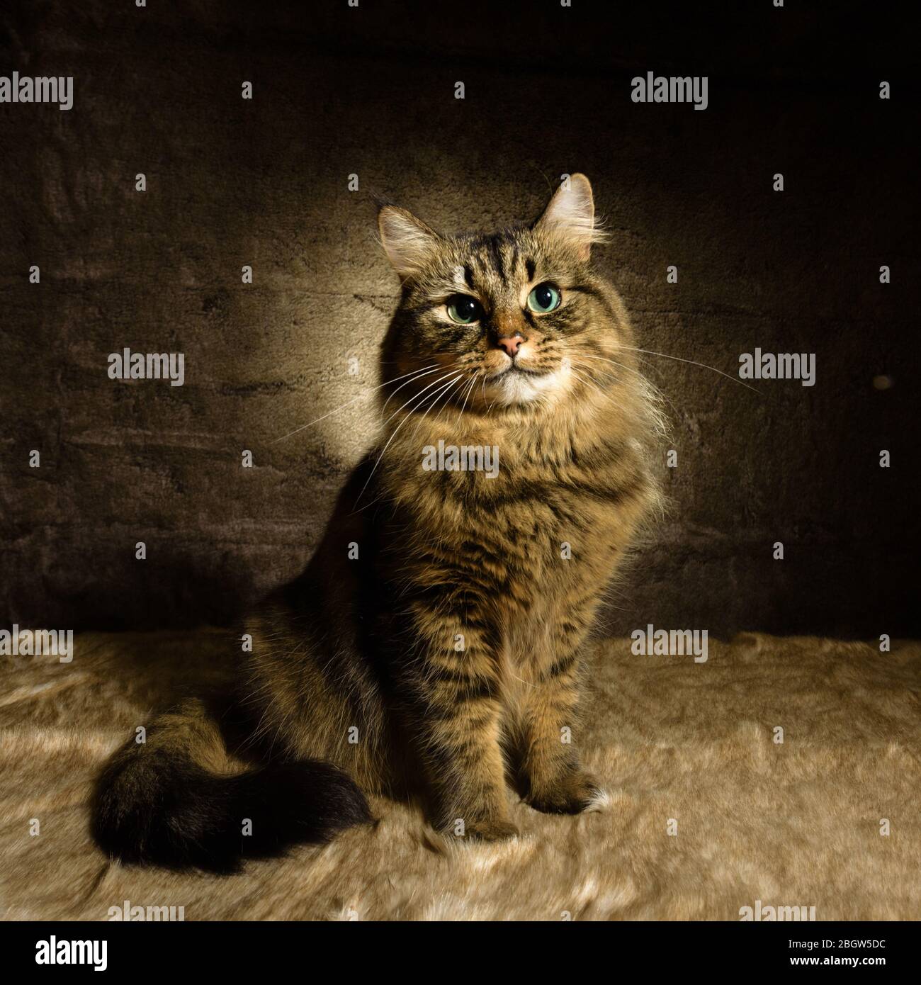 Tabby cat studio portrait- January, 2016 Stock Photo - Alamy