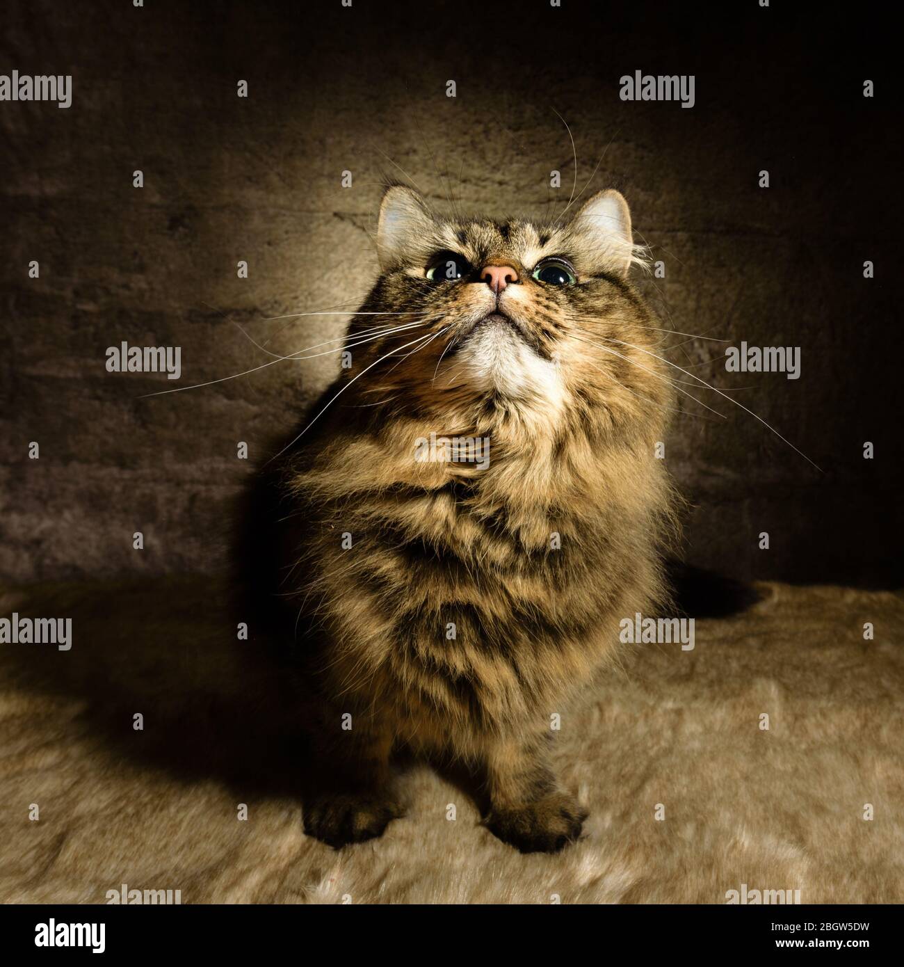 Tabby cat studio portrait- January, 2016 Stock Photo - Alamy