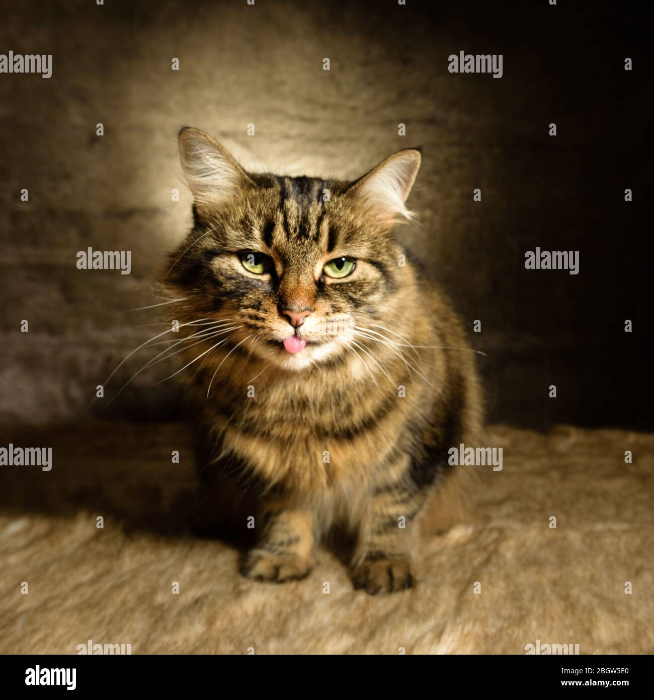 Tabby cat studio portrait- January, 2016 Stock Photo - Alamy