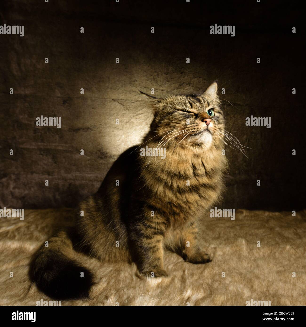 Cat studio portrait hi-res stock photography and images - Alamy