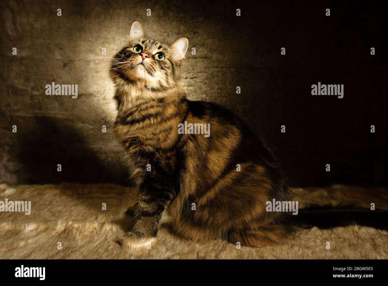 Cat studio portrait hi-res stock photography and images - Alamy
