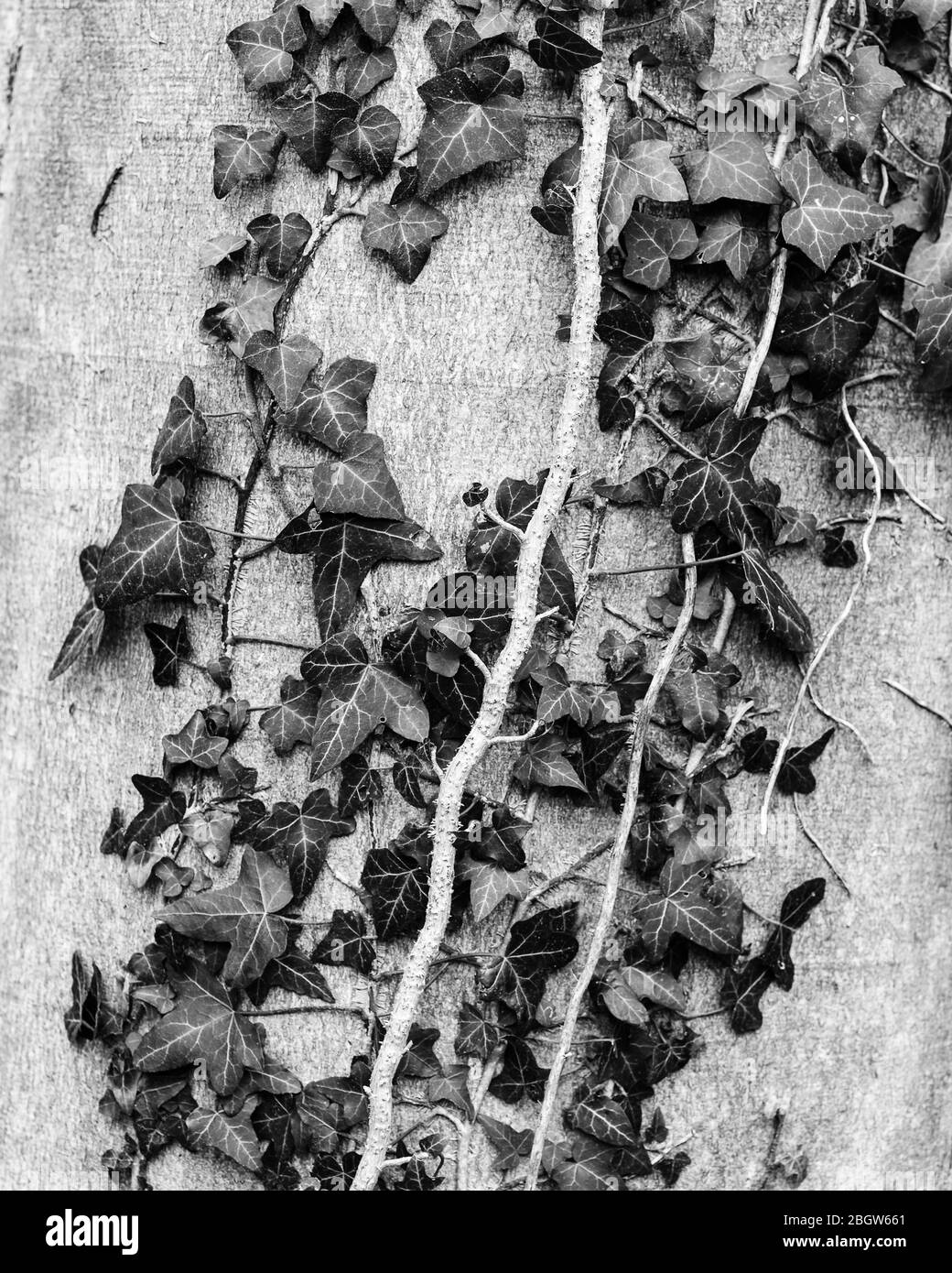 Santon downham suffolk hi-res stock photography and images - Alamy