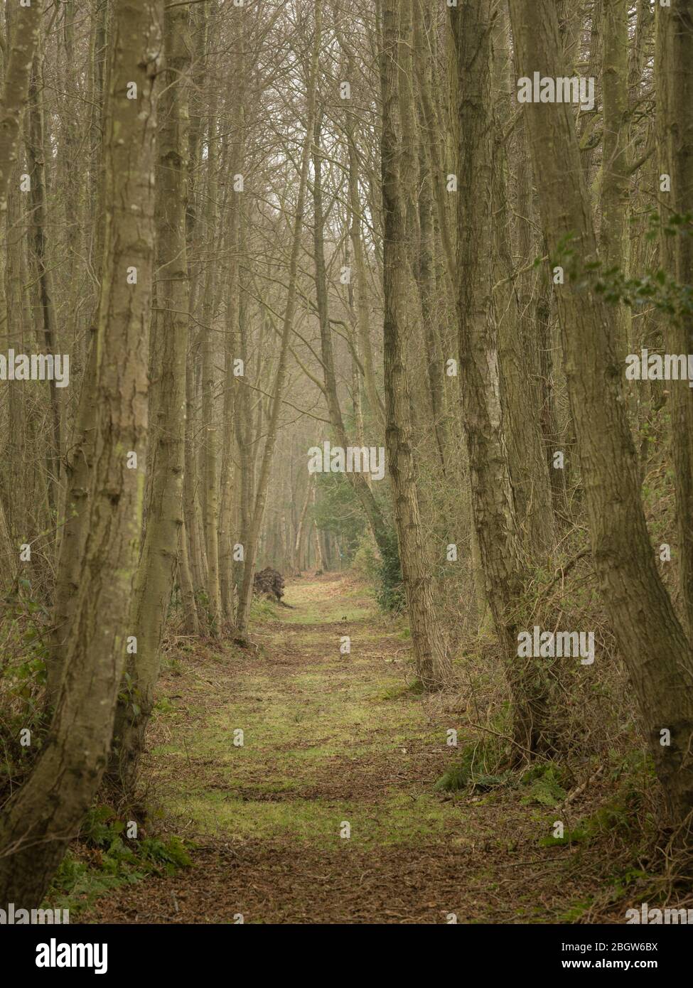 Alderfen hi-res stock photography and images - Alamy