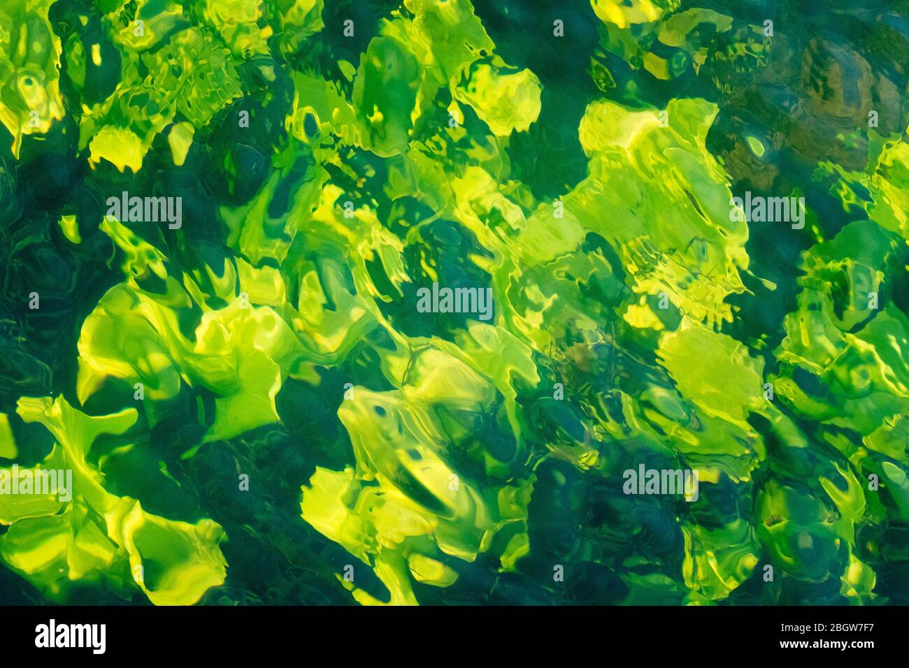 River weed abstract- Martham Broad, May 2017 Stock Photo - Alamy