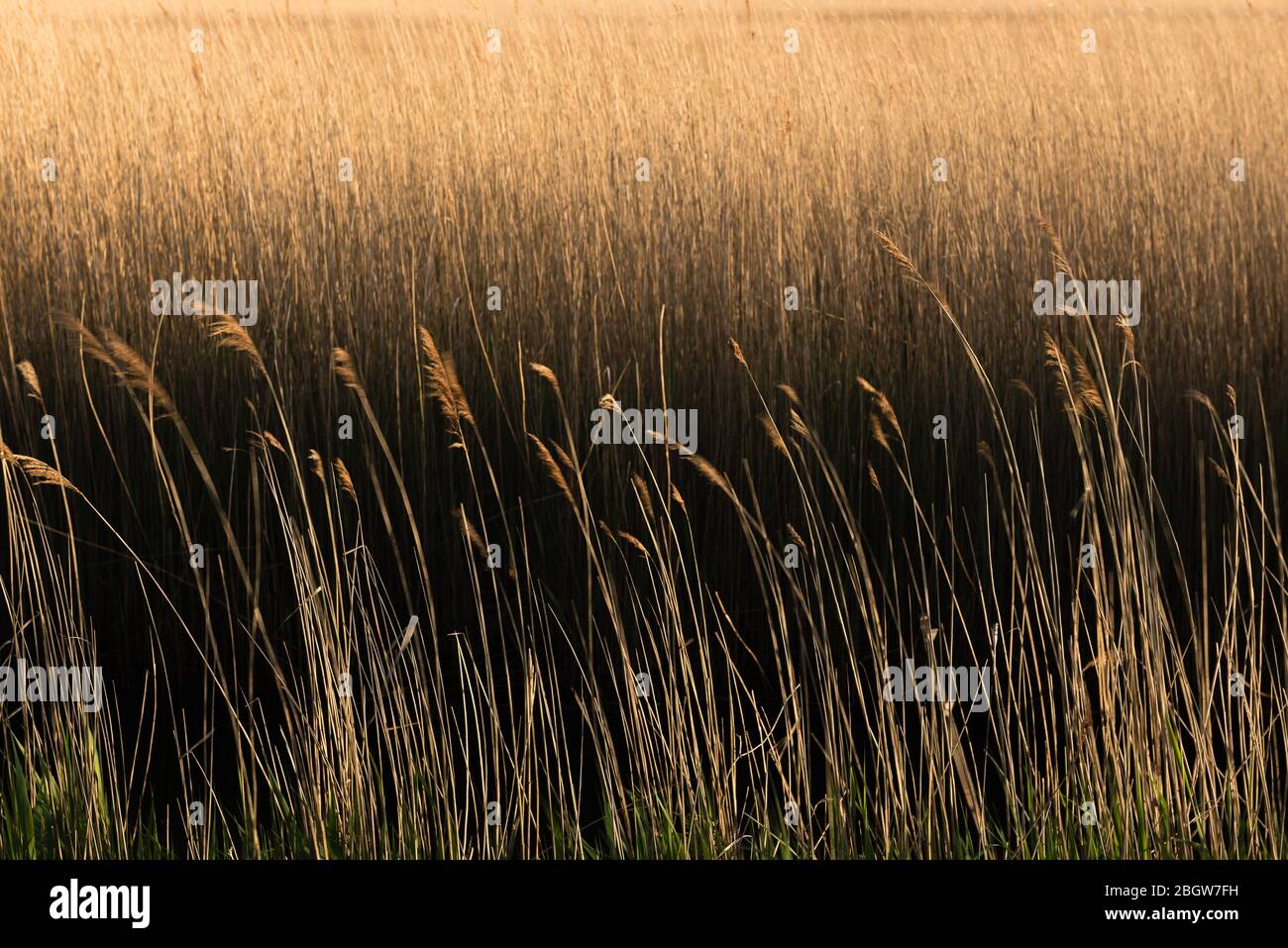 Martham broad morning, golden reeds- Martham Broad, May 2017 Stock ...