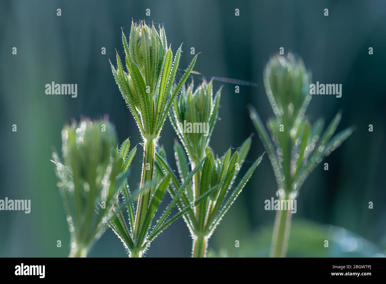 Cleavers (Goosegrass) backlit- Strumpshaw, May 2017 Stock Photo - Alamy