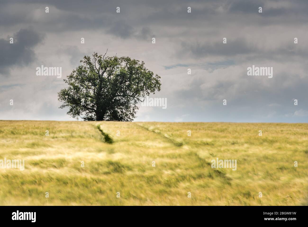 Rustling tree hi-res stock photography and images - Alamy