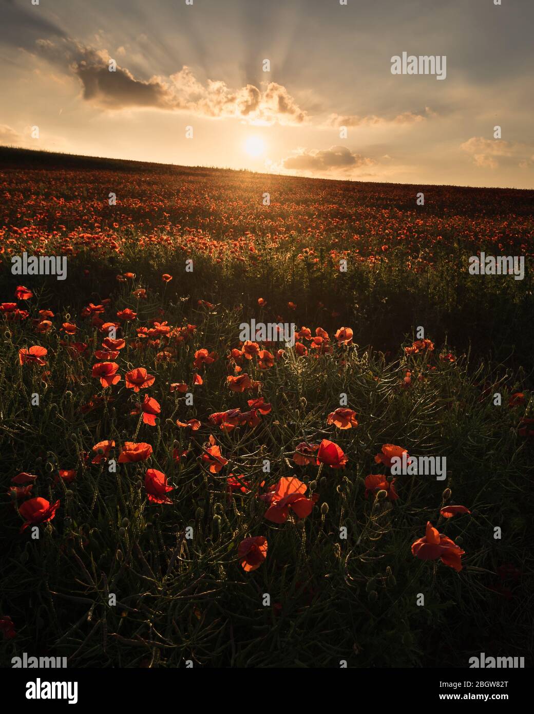 Cloudy sunset over Norfolk poppy field- portrait aspect- Burnham Market ...