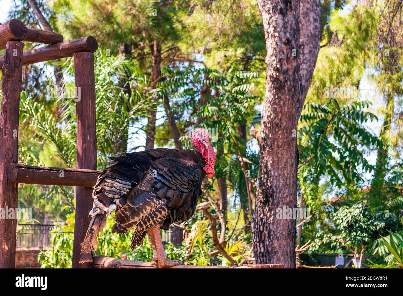 Turkey hen at the farmyard with blurry background. Greece Stock Photo ...