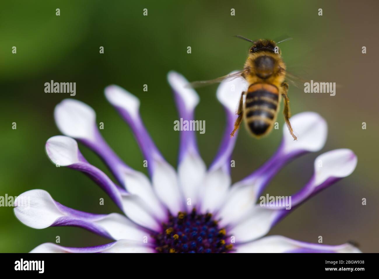 Bee taking off from flower hi-res stock photography and images - Alamy