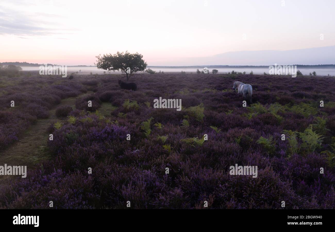 Roydon common morning, Ponies in misty heaher iii- Roydon Common NWT ...