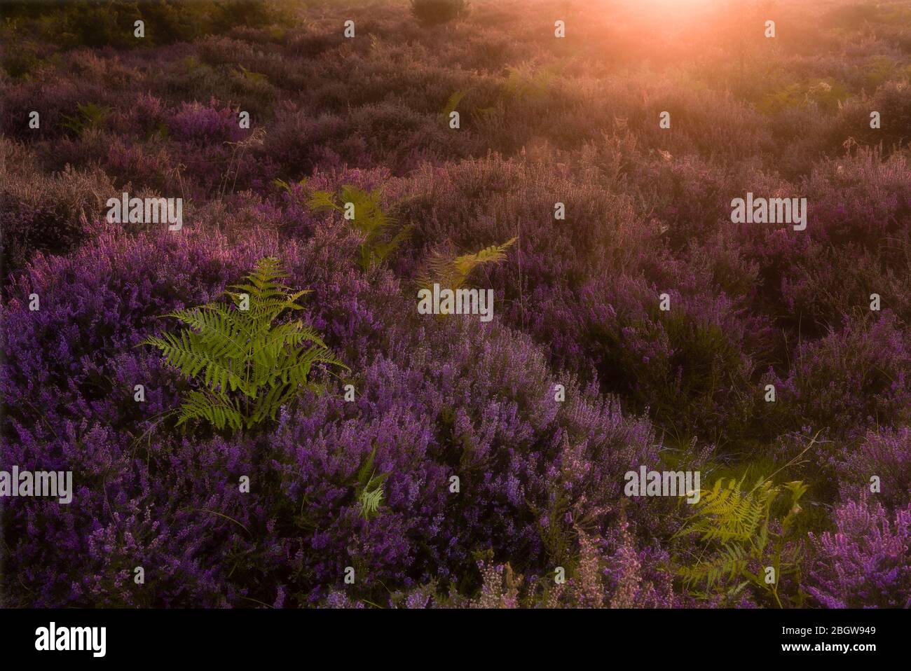 Roydon hi-res stock photography and images - Alamy