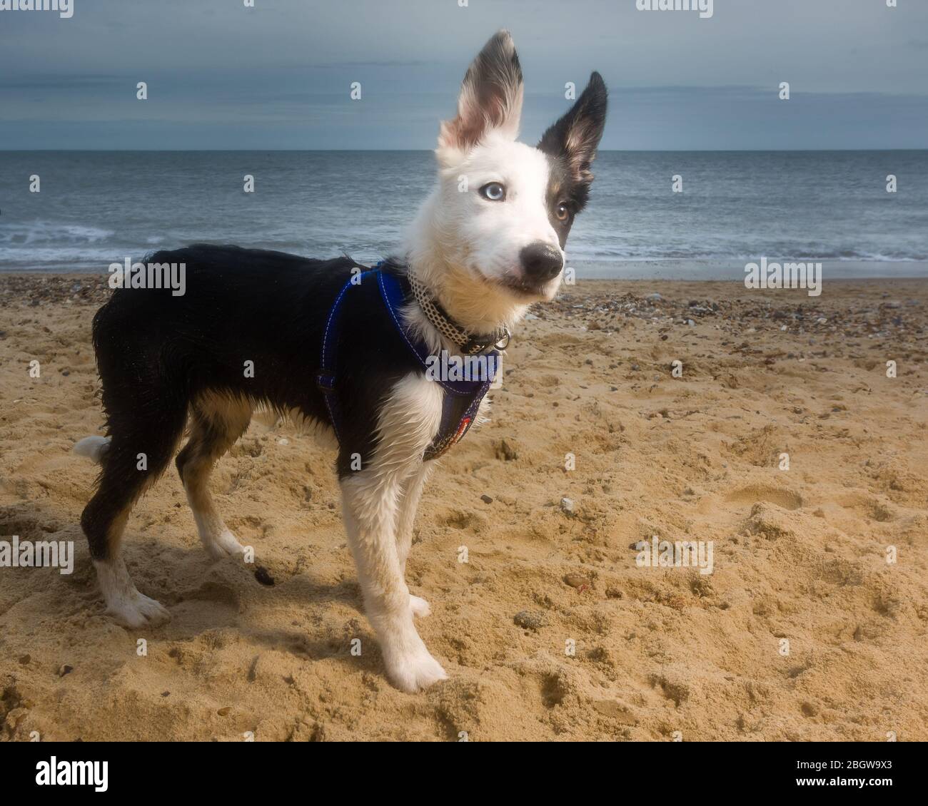Border collie puppy portrait, on beach- Winterton, October 2017 Stock ...