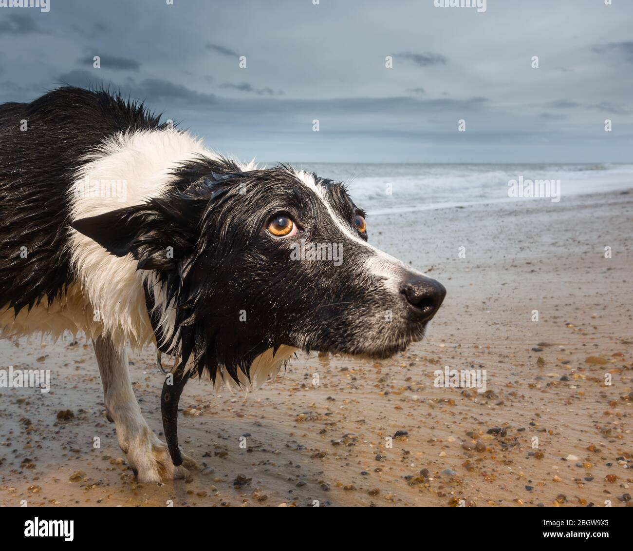 Border collie on beach, in sea- Winterton, October 2017 Stock Photo - Alamy